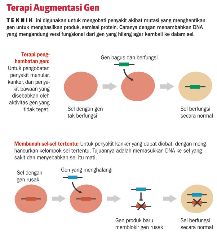Terapi Gen agar Bayi Bertahan Hidup - Ilmu dan Teknologi - koran.tempo.co