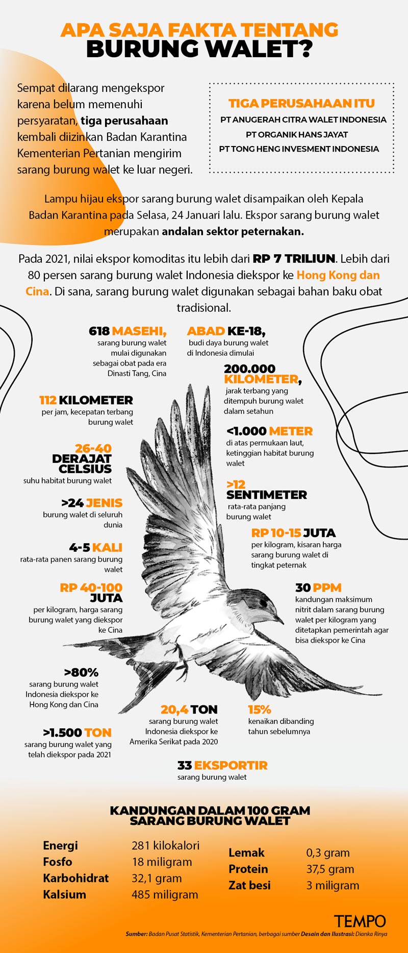 Burung Walet | tempo.co