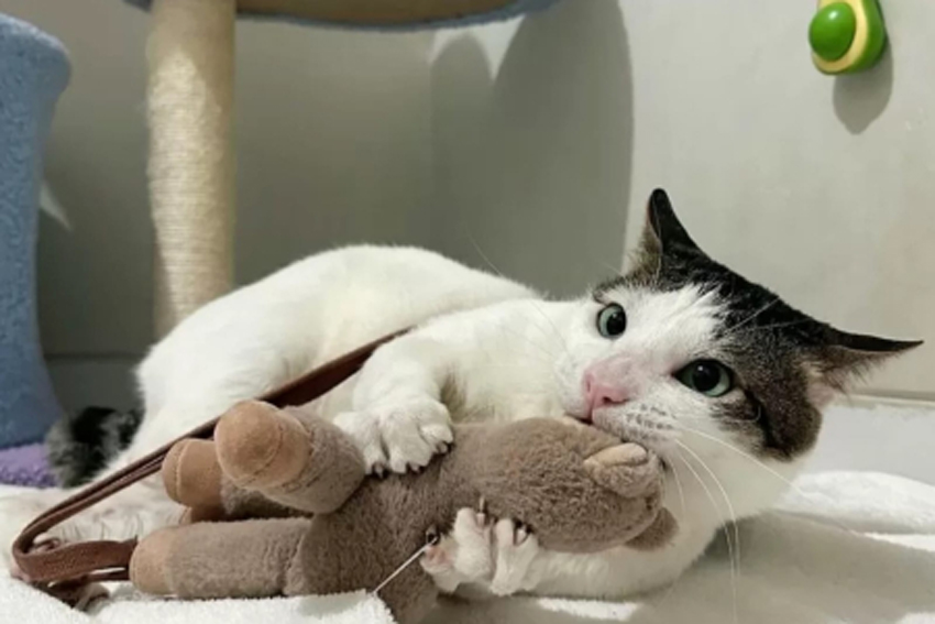 Bobby Kertanegara, Kucing Prabowo yang Dikawal bak Pejabat Negara ...