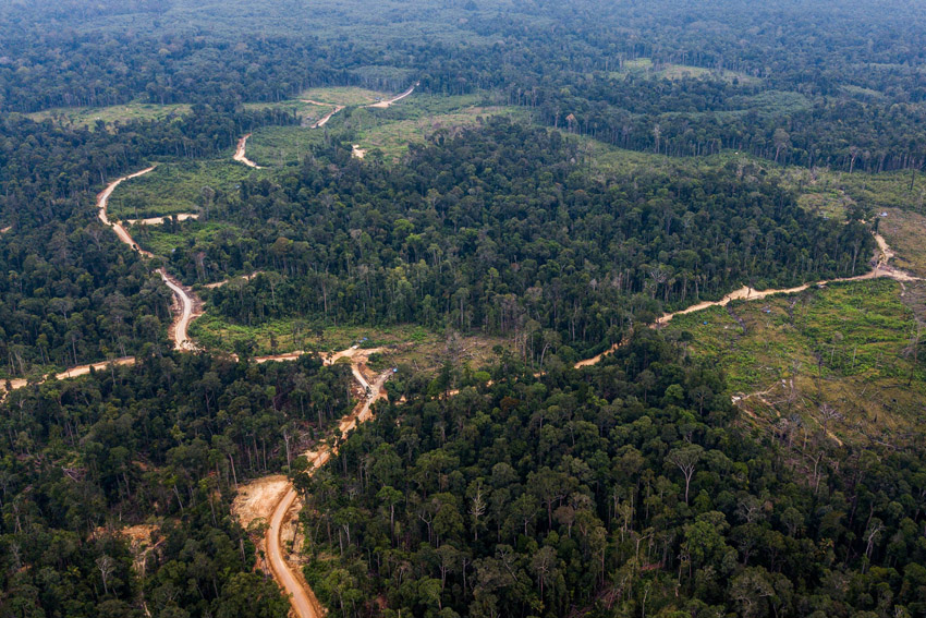 Perdagangan Karbon Sektor Hutan dan Lahan. Kapan Mulai? | tempo.co