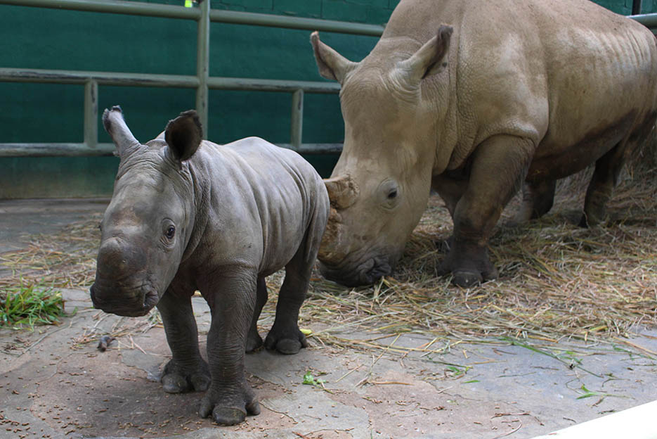 Teknologi Konservasi Badak Sumatera dan Jawa dari Ancaman Kepunahan ...
