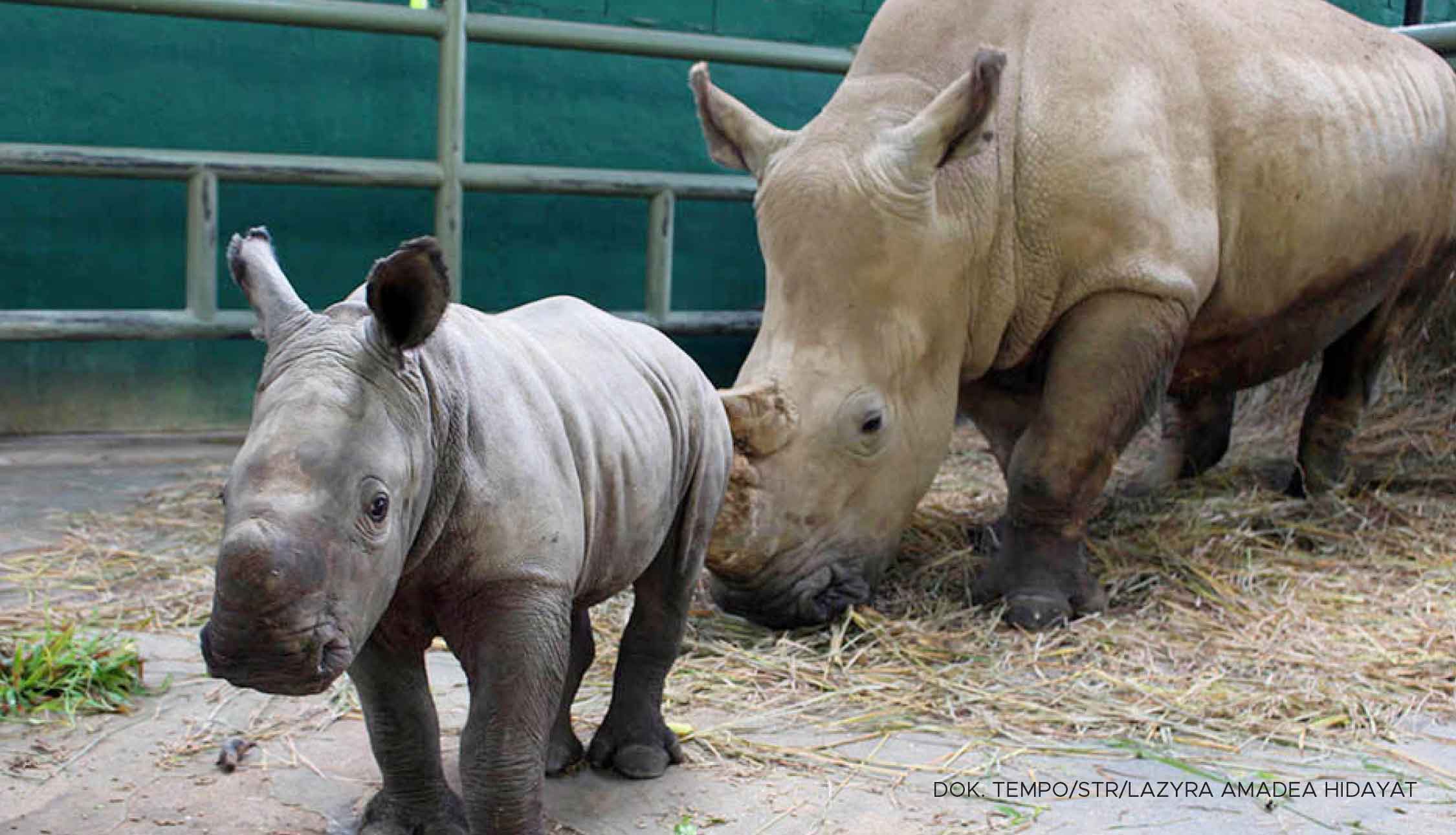 Teknologi Penyelamat Badak dari Kepunahan | tempo.co