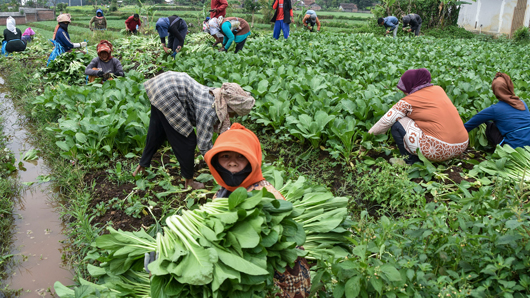 Pendamping Desa = Pendamping Partai | tempo.co