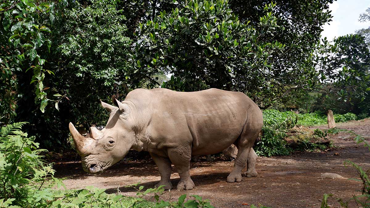 Teknologi Biobank, Bisakah Mencegah Kepunahan Badak | tempo.co