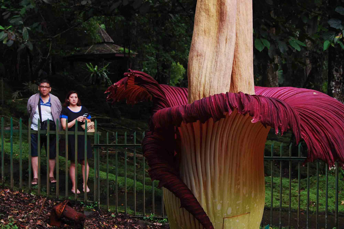 Di Balik Bau Busuk Bunga Bangkai | tempo.co