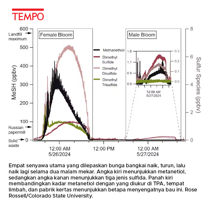 Di Balik Bau Busuk Bunga Bangkai | tempo.co