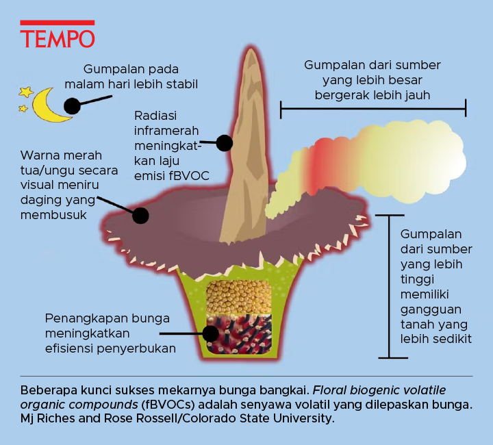 Di Balik Bau Busuk Bunga Bangkai | tempo.co