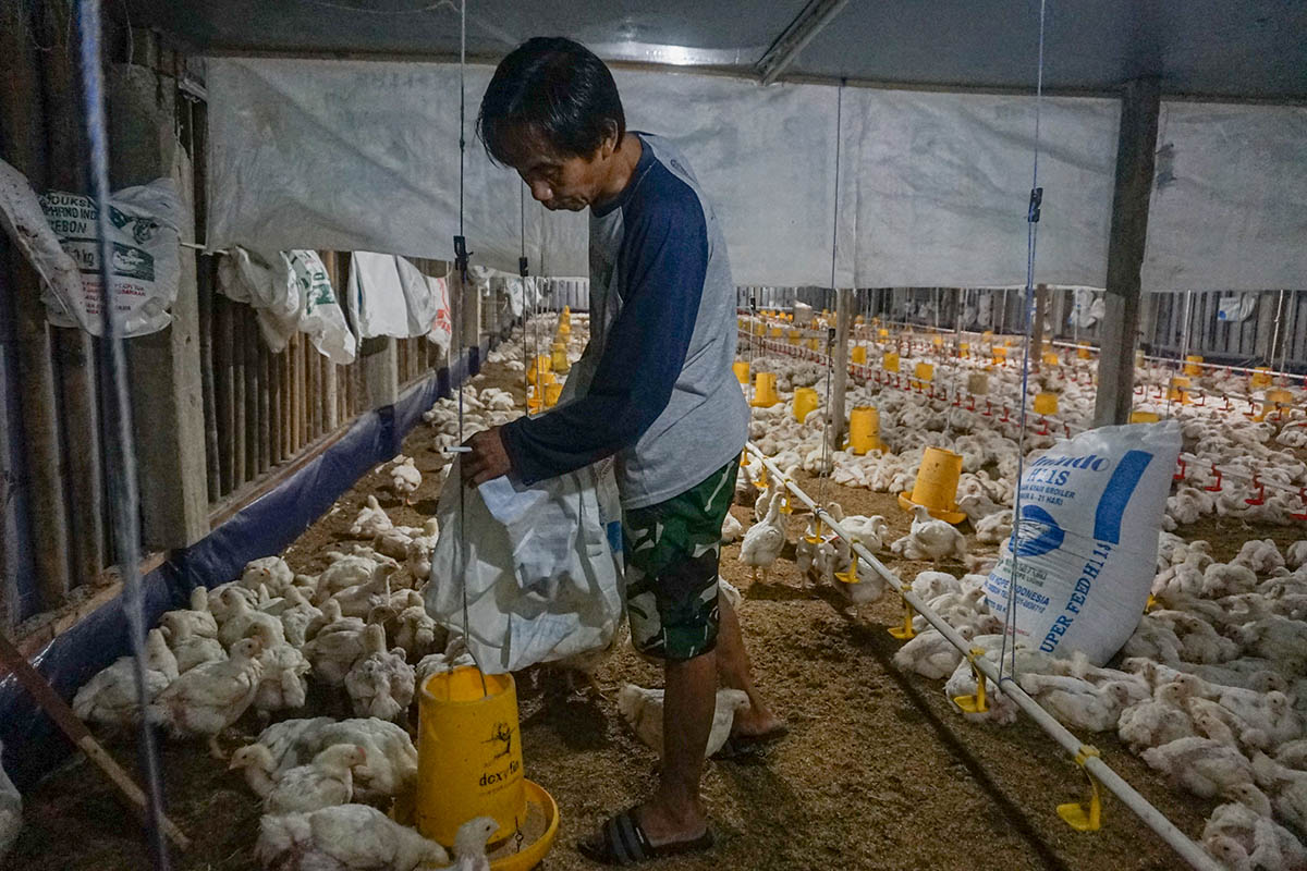 Mengapa Peternak Ayam Rakyat Sulit Untung | tempo.co