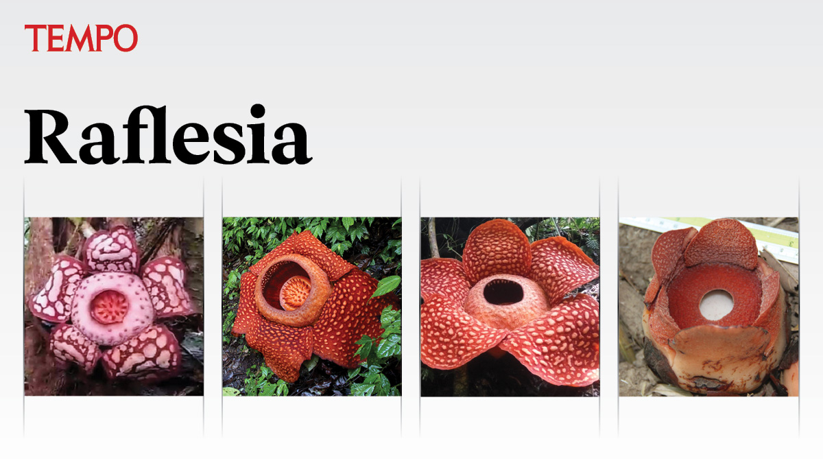 Tanaman Langka Raflesia dan Macamnya | tempo.co