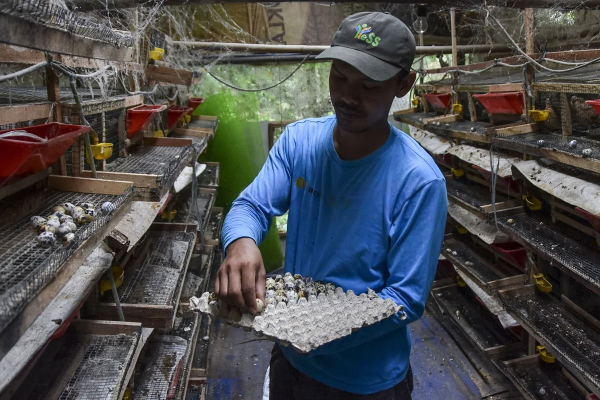 Mengapa Petani dan Peternak Lokal Tak Jadi Pemasok MBG | tempo.co