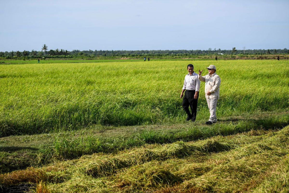 Food Estate, Beras Satu Harga, dan Janji Swasembada di Papua | tempo.co