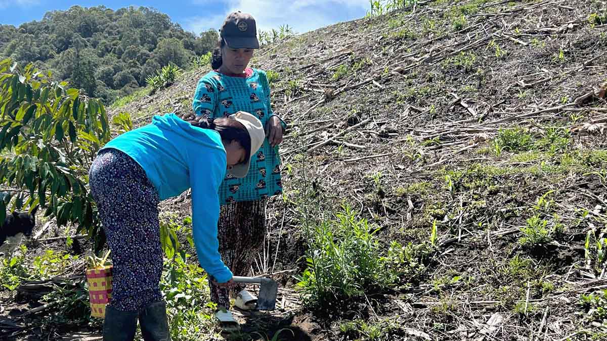Women’s Farming for Food Security in Sigi - Outreach - magz.tempo.co