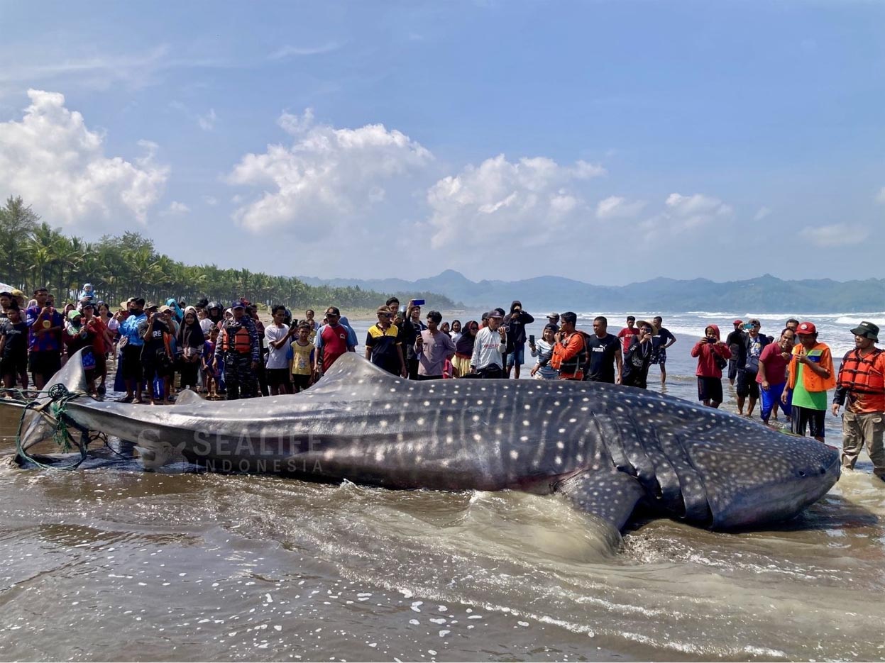 Apa Penyebab Hiu Paus Terdampar di Pantai Cilacap | tempo.co