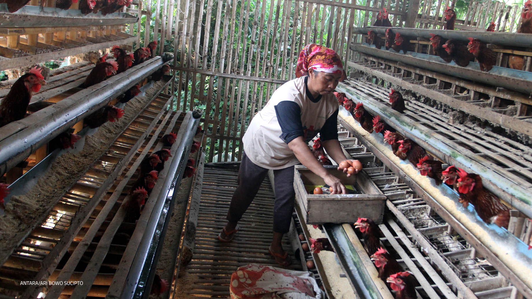 Dampak Minim MBG bagi Peternak | tempo.co
